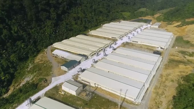 Dabaco Thanh Hóa, trang trại heo giống được đánh giá '5 sao'